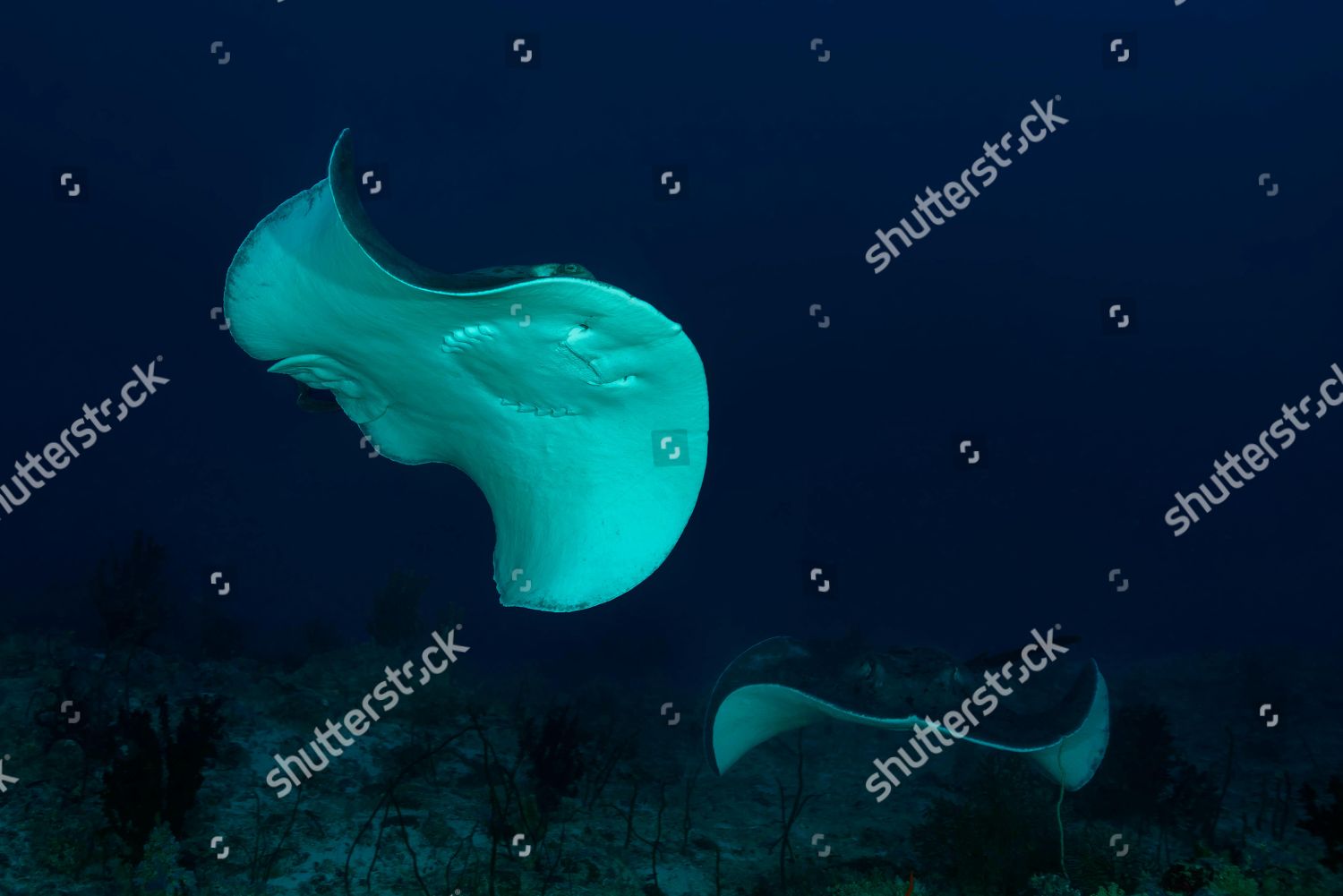 Two Round Ribbontail Ray Taeniura Meyeni Editorial Stock Photo - Stock ...