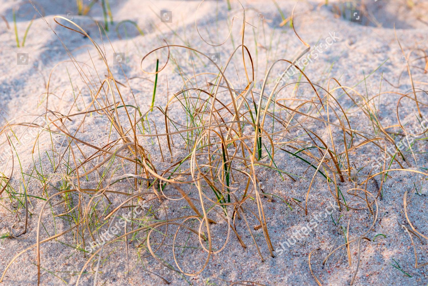 Sand Sedge Carex Arenaria Duenenheide Nature Editorial Stock Photo ...