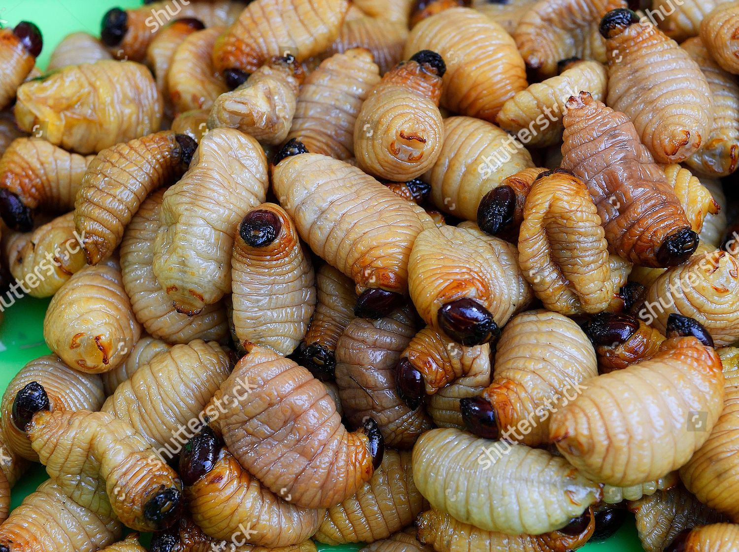 Fried Caterpillars Chillva Market Phuket Thailand Editorial Stock Photo ...