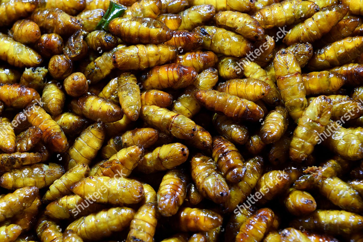 Fried Pupated Caterpillars Chillva Market Phuket Editorial Stock Photo ...