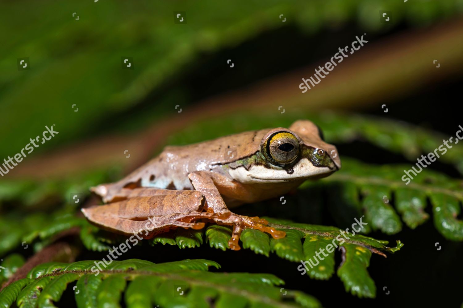 Tree Climbing Frog Species Boophis Reticulatus Editorial Stock Photo ...