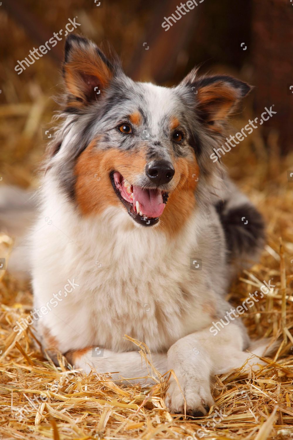 Australian Shepherd Female Bluemerle Animal Portrait Editorial Stock ...