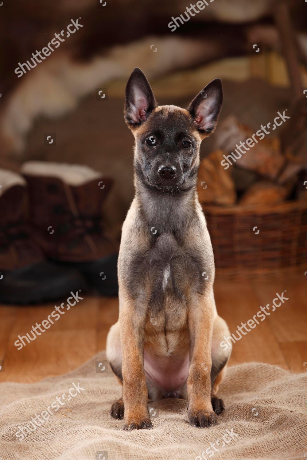 Malinois Puppy 3 Months Sitting Editorial Stock Photo - Stock Image ...