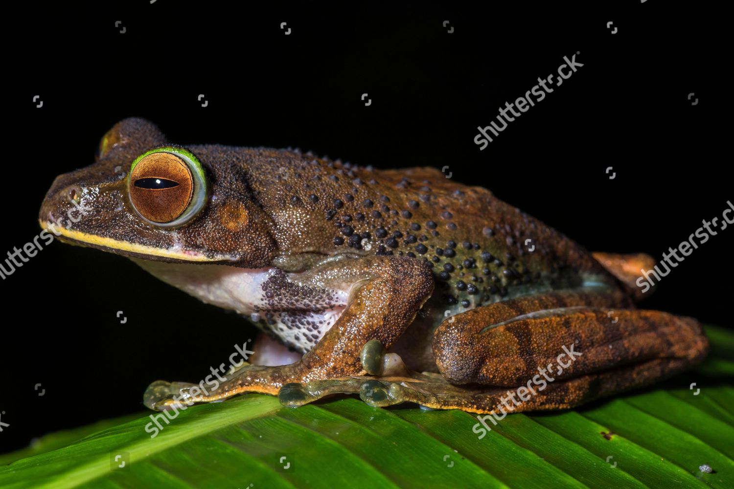 Tree Climbing Frog Species Boophis Albilabris Editorial Stock Photo ...