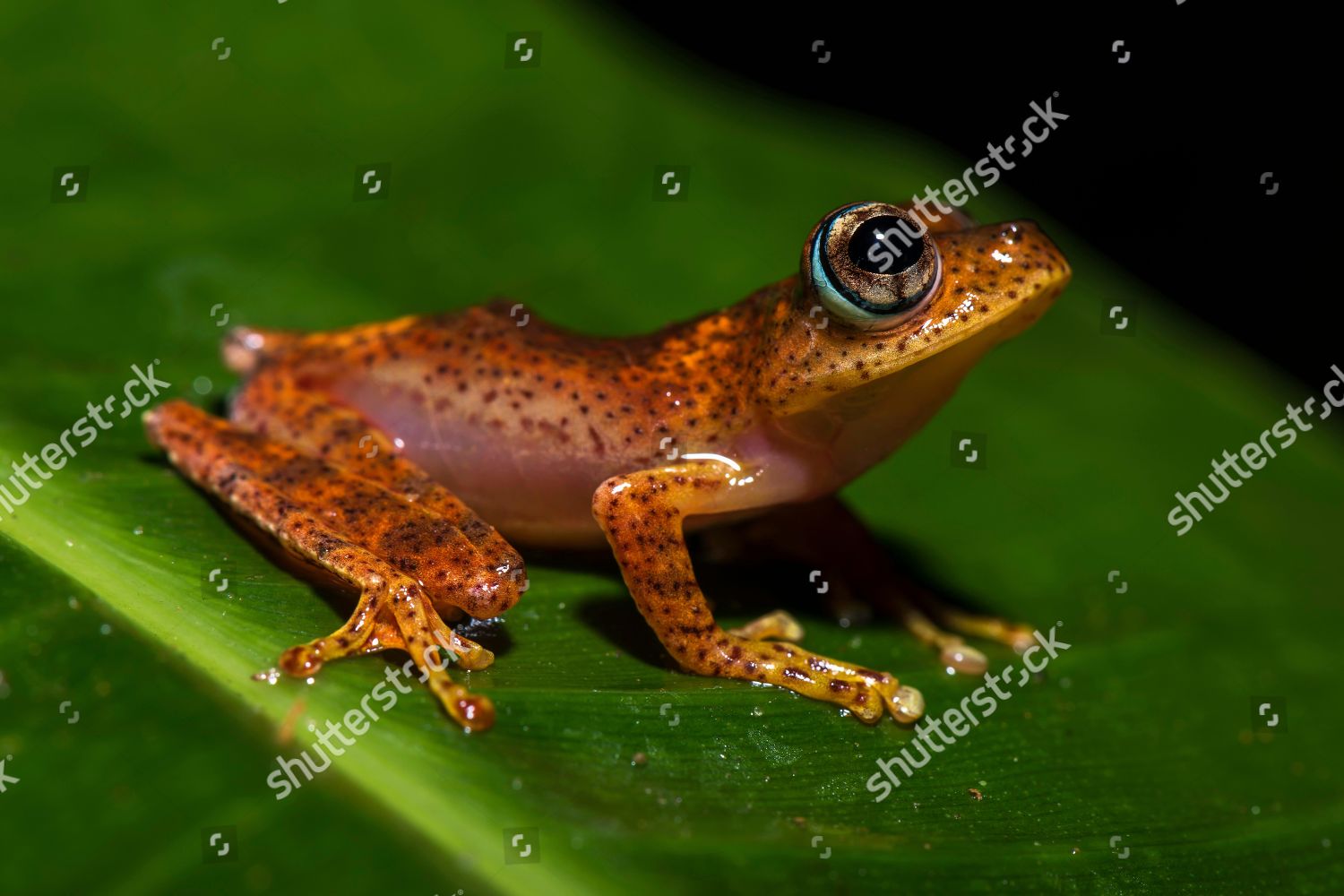 Tree Climbing Frog Species Boophis Pyrrhus Editorial Stock Photo ...