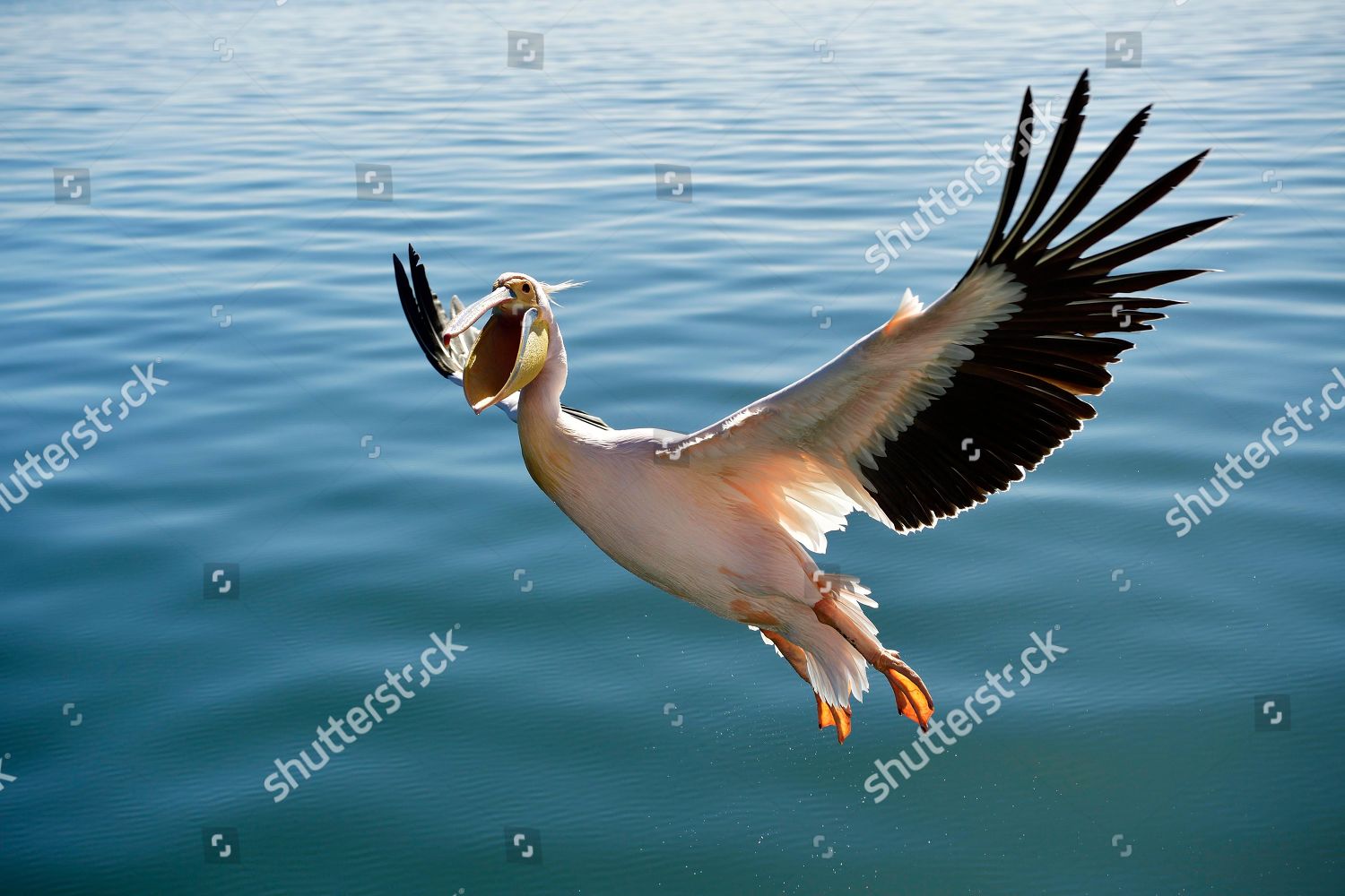 Great White Pelican Pelecanus Onocrotalus Flies Editorial Stock Photo ...