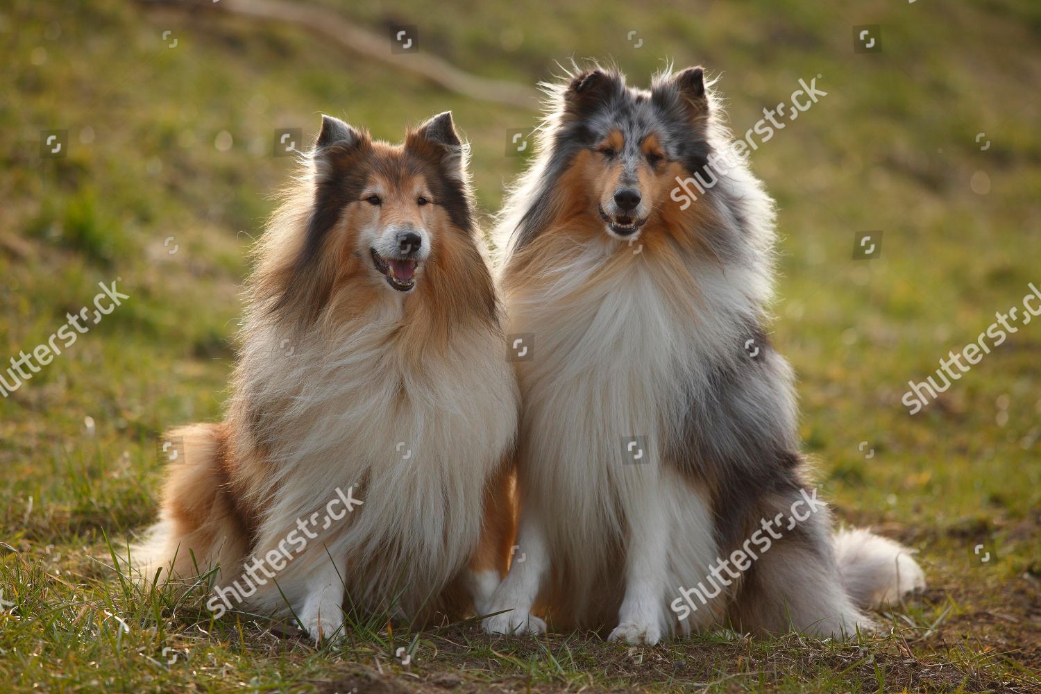 Scottish Shepherd Dogs Males Bluemerle Sablewhite Editorial Stock Photo ...