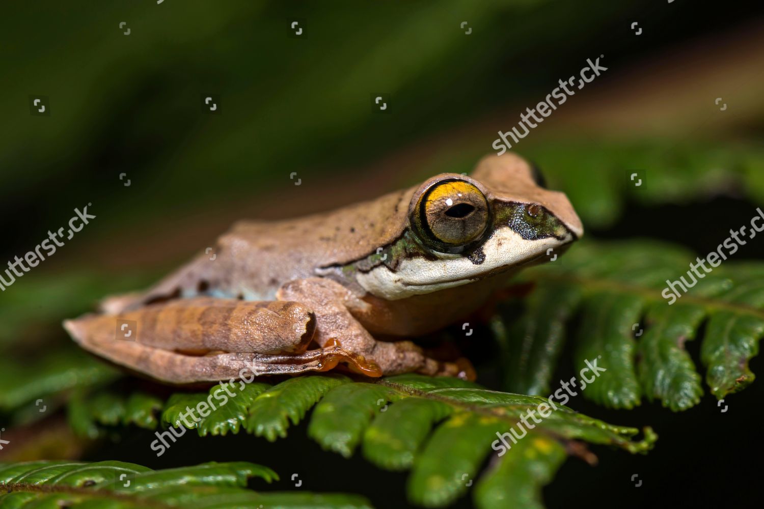 Tree Climbing Frog Species Boophis Reticulatus Editorial Stock Photo ...
