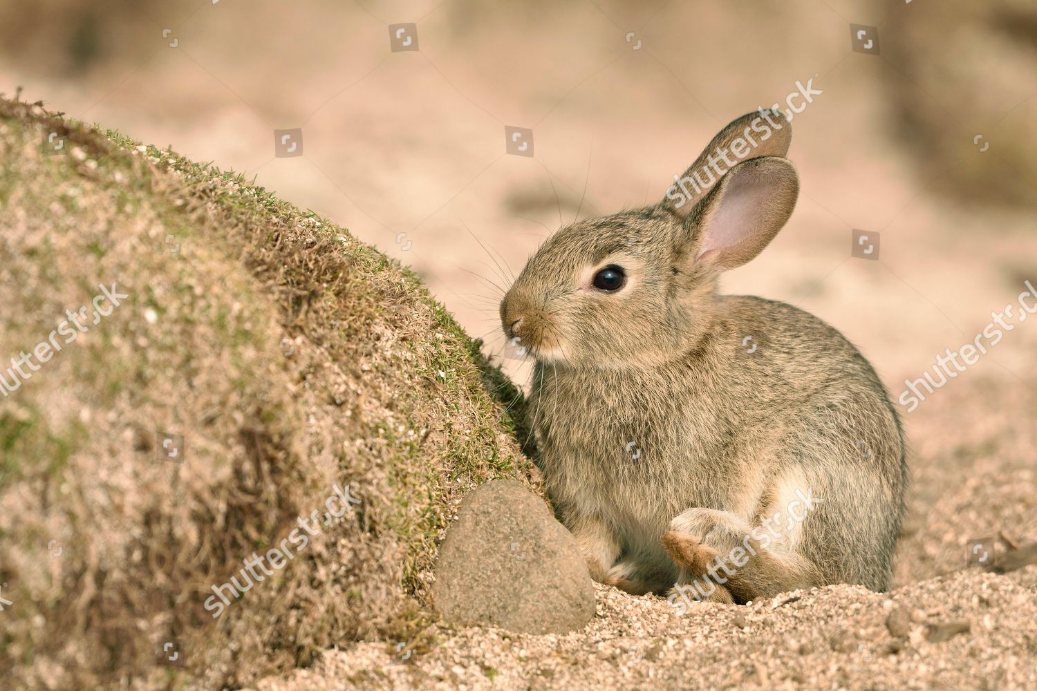 Young Wild Rabbit Oryctolagus Cuniculus Sits Editorial Stock Photo ...