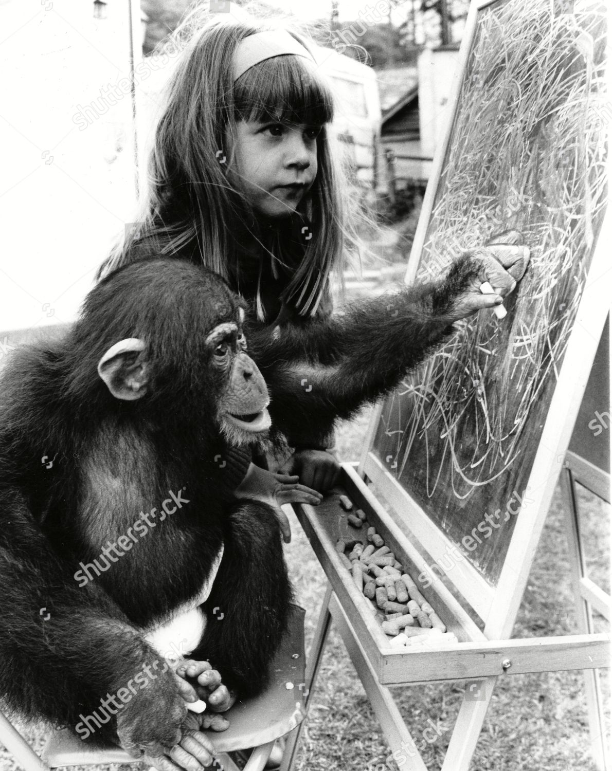 Chimpanzee Girls On Blackboard England Great Editorial Stock Photo ...