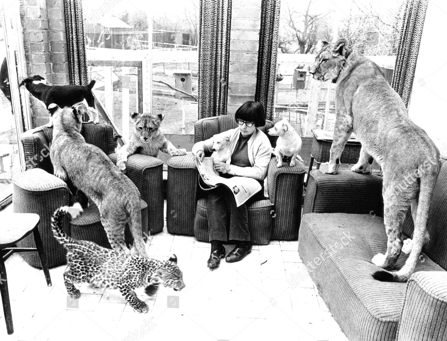 Woman Predators Living Room England Great Editorial Stock Photo - Stock ...