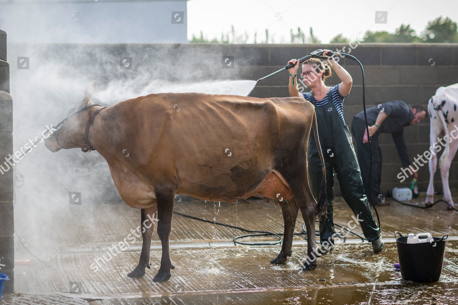 Cattle Washed Ahead Showing On Second Editorial Stock Photo - Stock ...