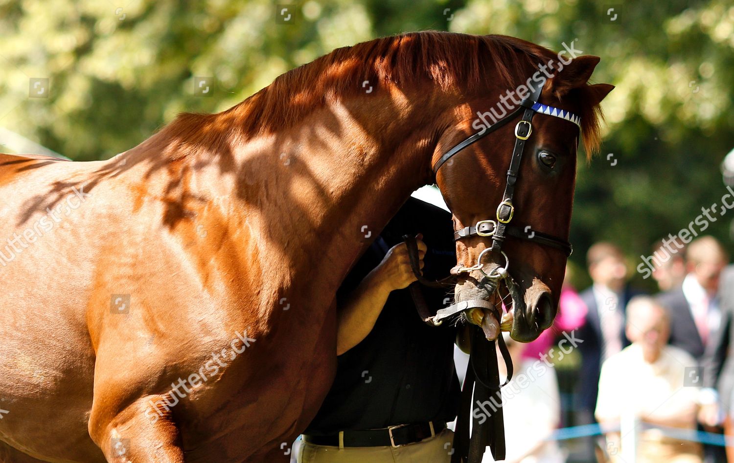 New Approach Dalham Hall Stud Newmarket Editorial Stock Photo - Stock ...