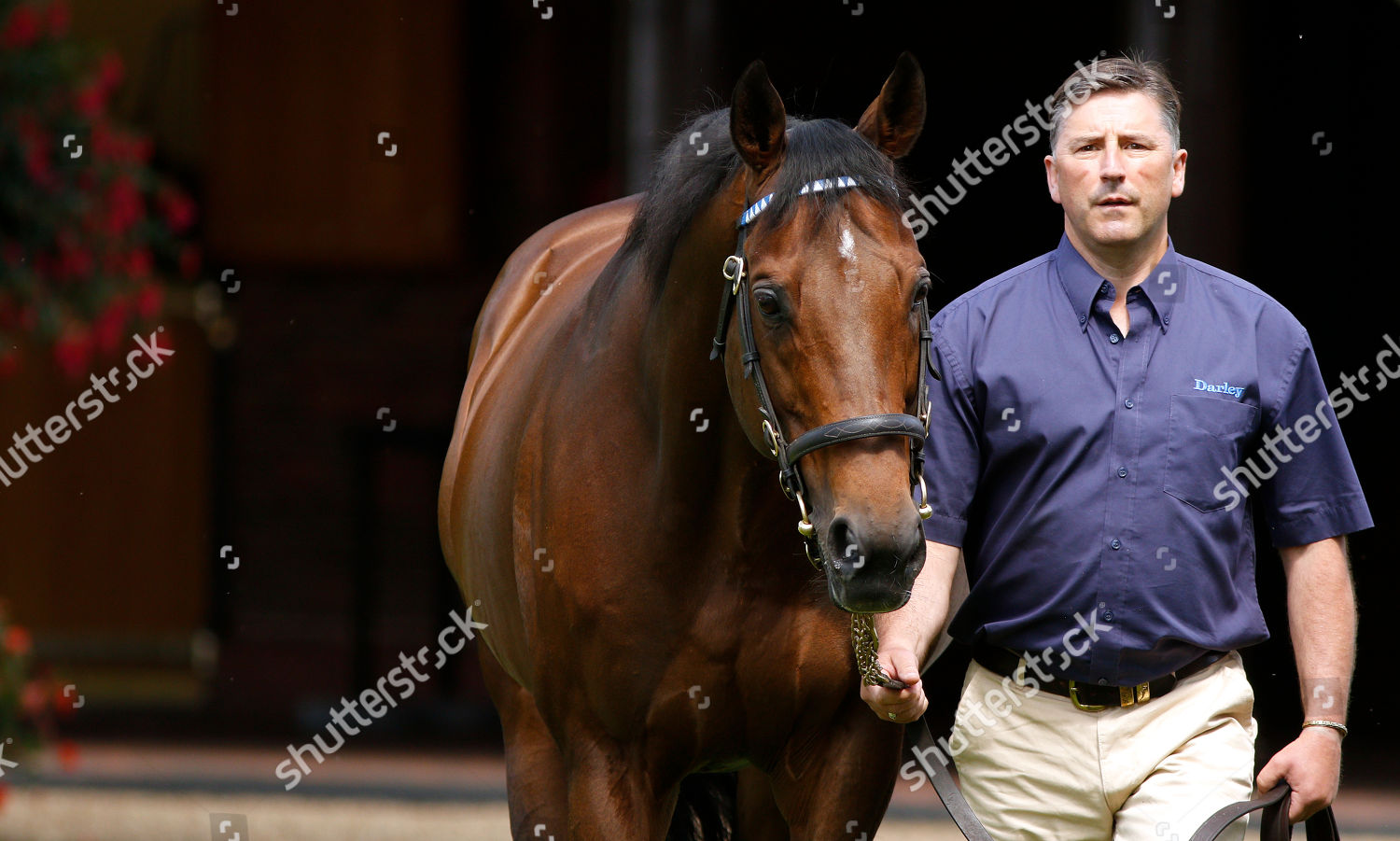 Teofilo Dalham Hall Stud Newmarket Editorial Stock Photo - Stock Image ...