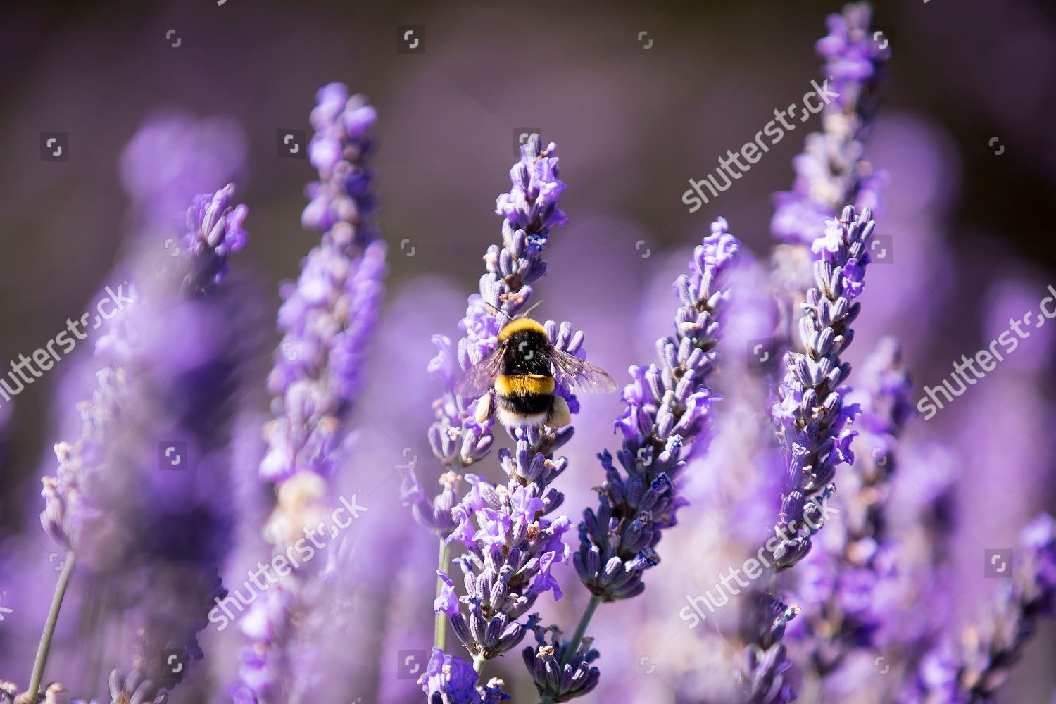 Bumble Bee Hovering Above Lavender Sunshine Editorial Stock Photo ...