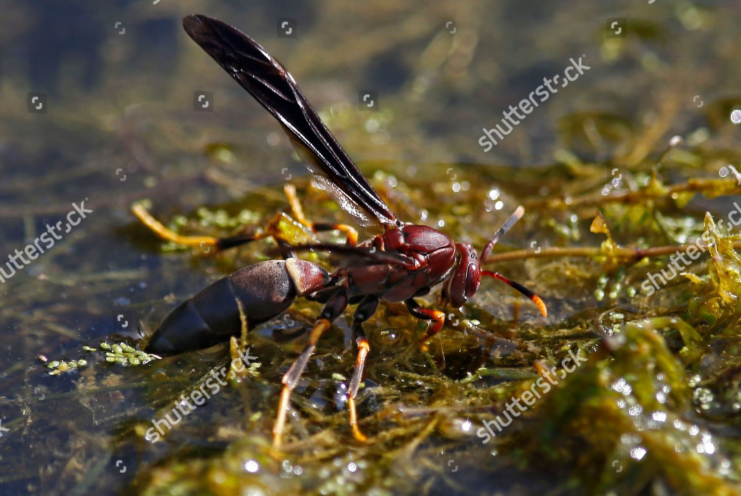 Wasp Drinks Water Small Pond Barely Editorial Stock Photo - Stock Image ...