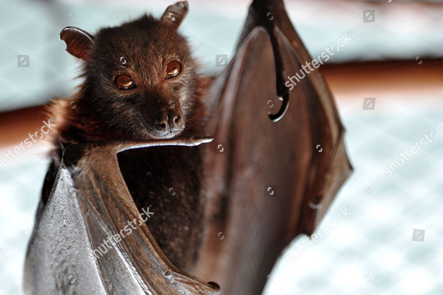 Small Flying Fox Indoor Enclosure Usti Editorial Stock Photo - Stock ...