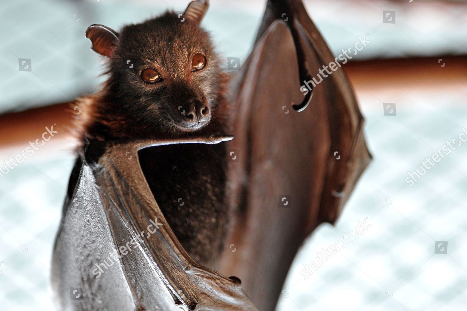 Small Flying Fox Indoor Enclosure Usti Editorial Stock Photo - Stock ...