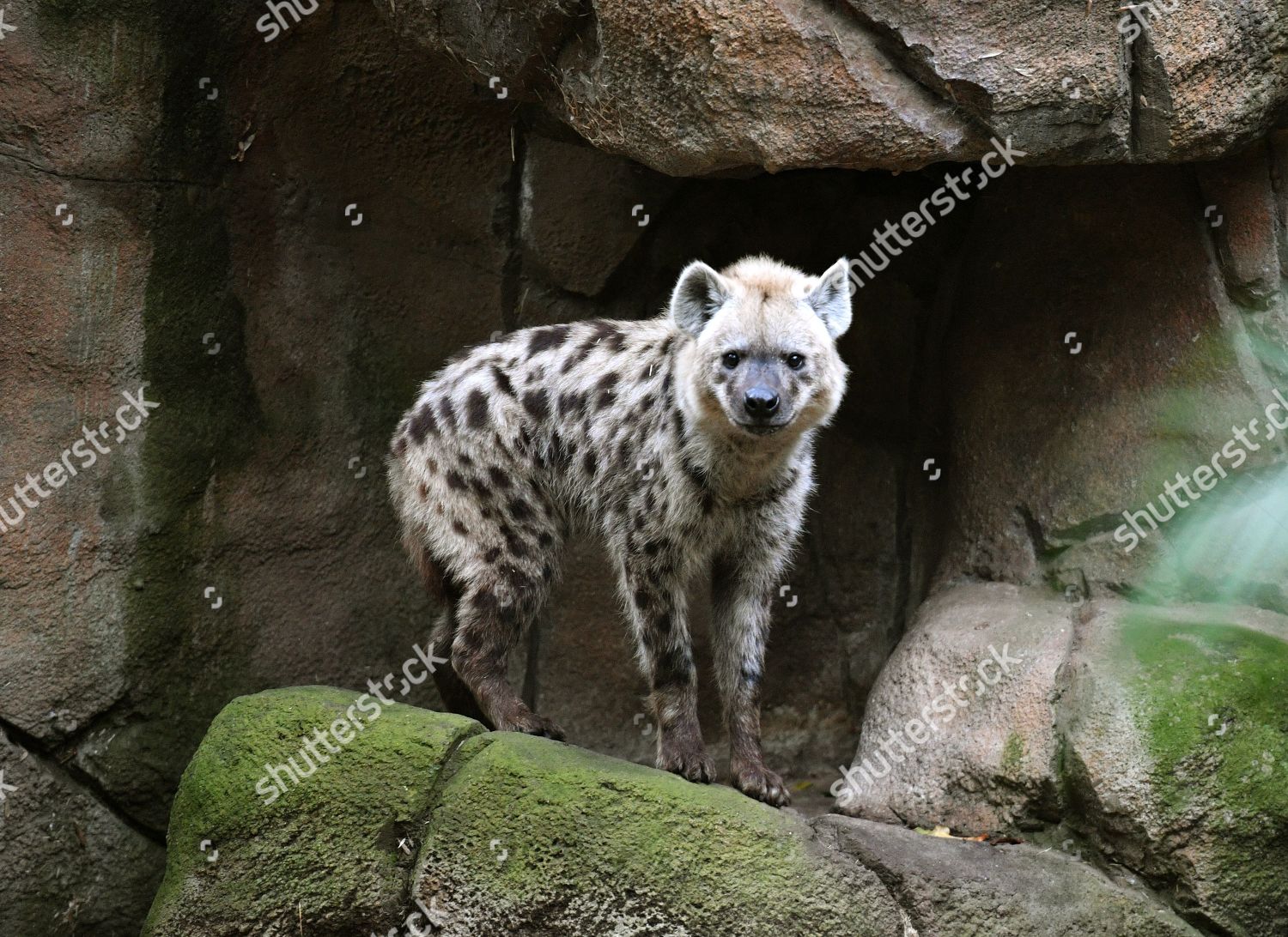Spotted Hyena Inspects New Enclosure Adelaide Editorial Stock Photo ...