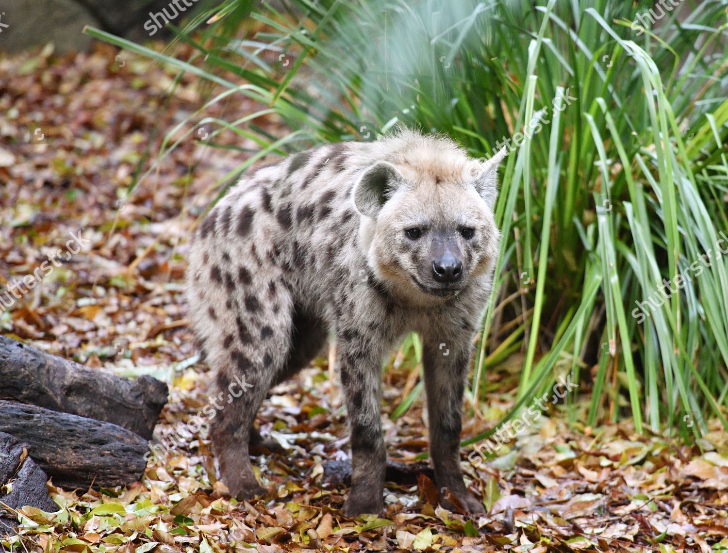 Spotted Hyena Inspects New Enclosure Adelaide Editorial Stock Photo ...