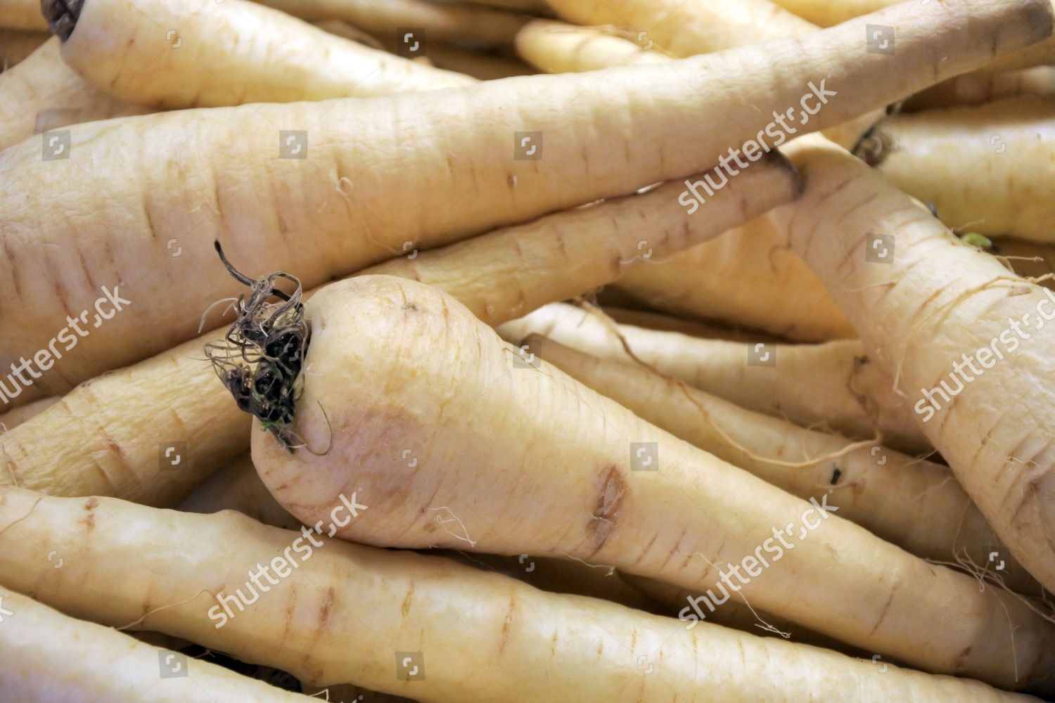 Parsnip High Vitamins Minerals Especially Potassium Editorial Stock ...