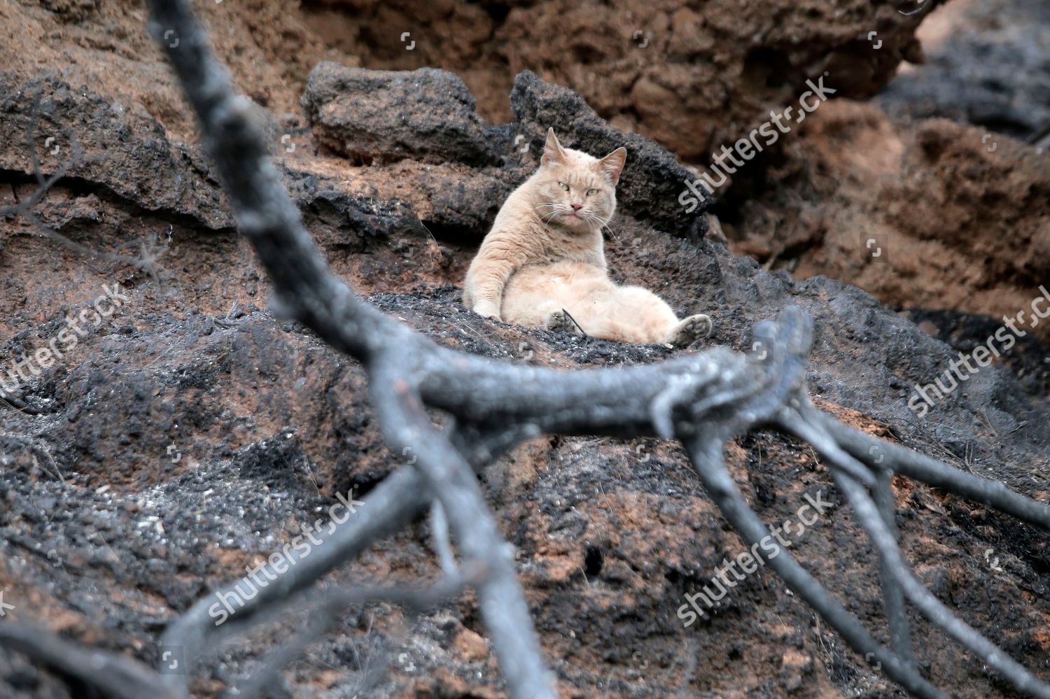 Cat Lies On Charred Ground Aftermath Editorial Stock Photo - Stock ...