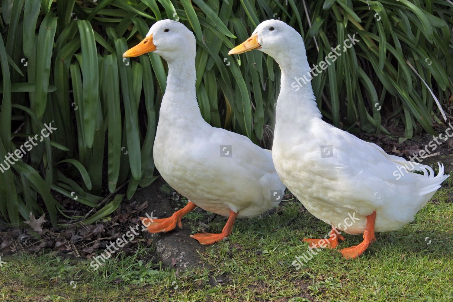 Two White Geese Walking On Green Editorial Stock Photo - Stock Image ...