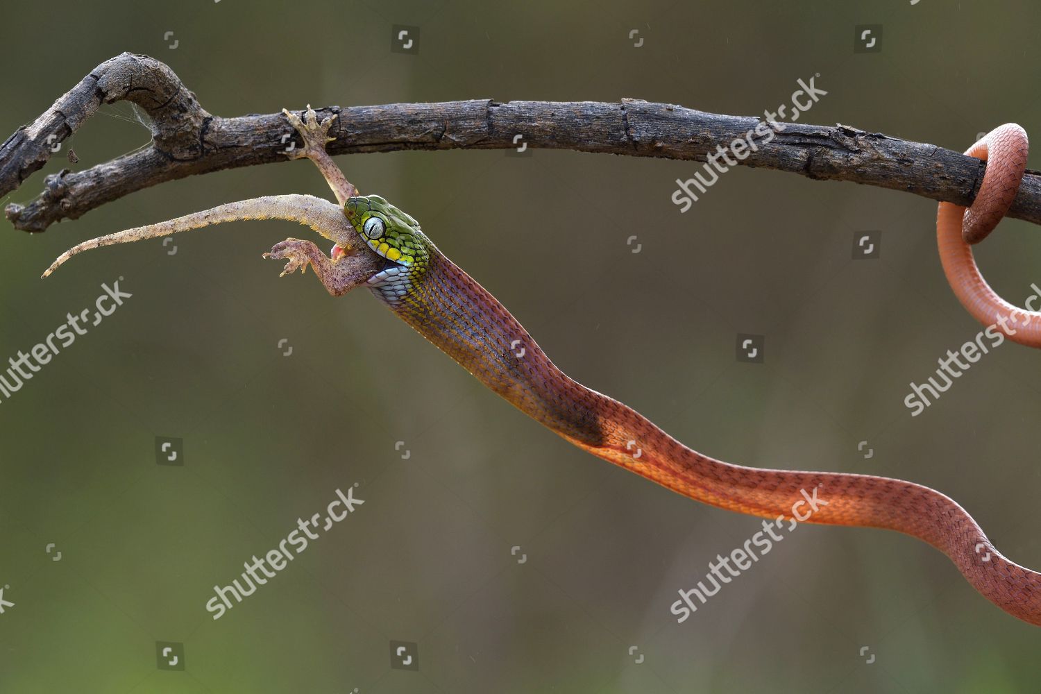 Boiga Cyanea Snake Eats Lizard Editorial Stock Photo - Stock Image ...