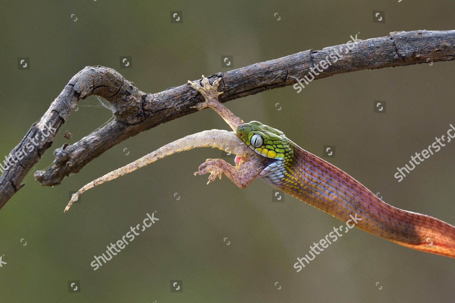 Boiga Cyanea Snake Eats Lizard Editorial Stock Photo - Stock Image ...
