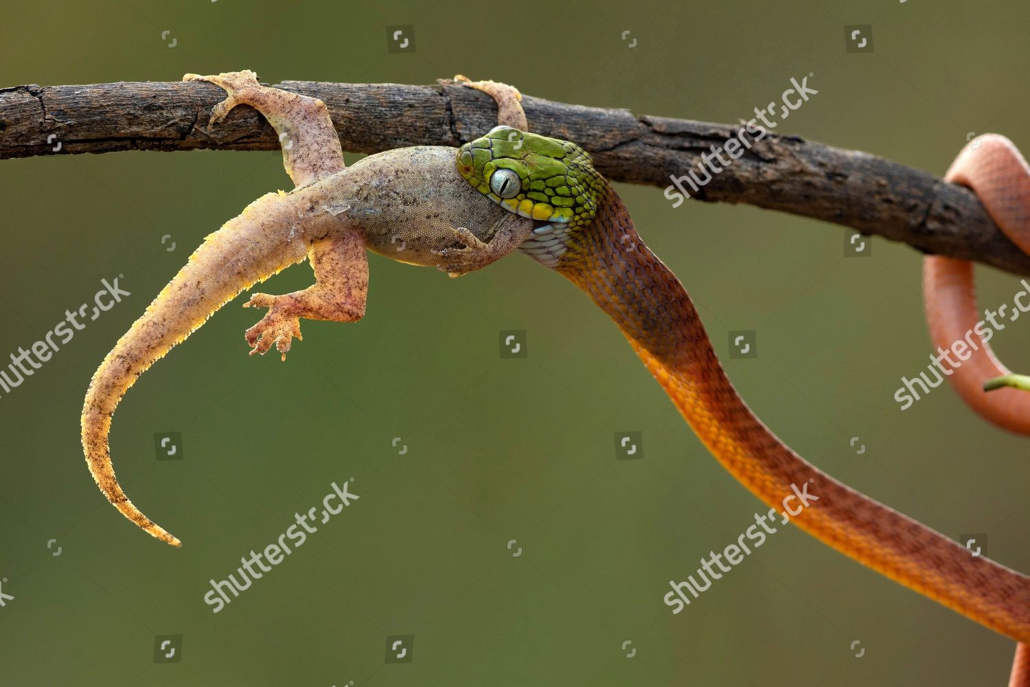Boiga Cyanea Snake Eats Lizard Editorial Stock Photo - Stock Image ...