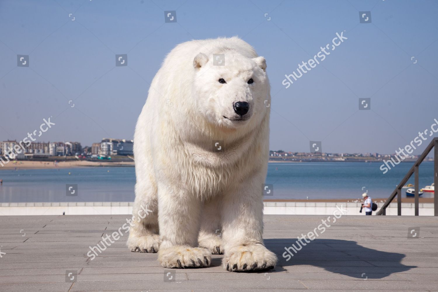 Paula Polar Bear Appears Turner Contemporary Editorial Stock Photo ...