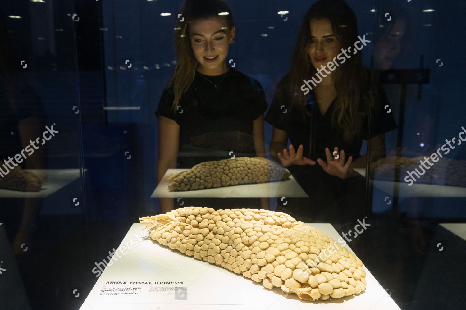 Two Visitors View Minke Whale Kidneys Editorial Stock Photo - Stock ...
