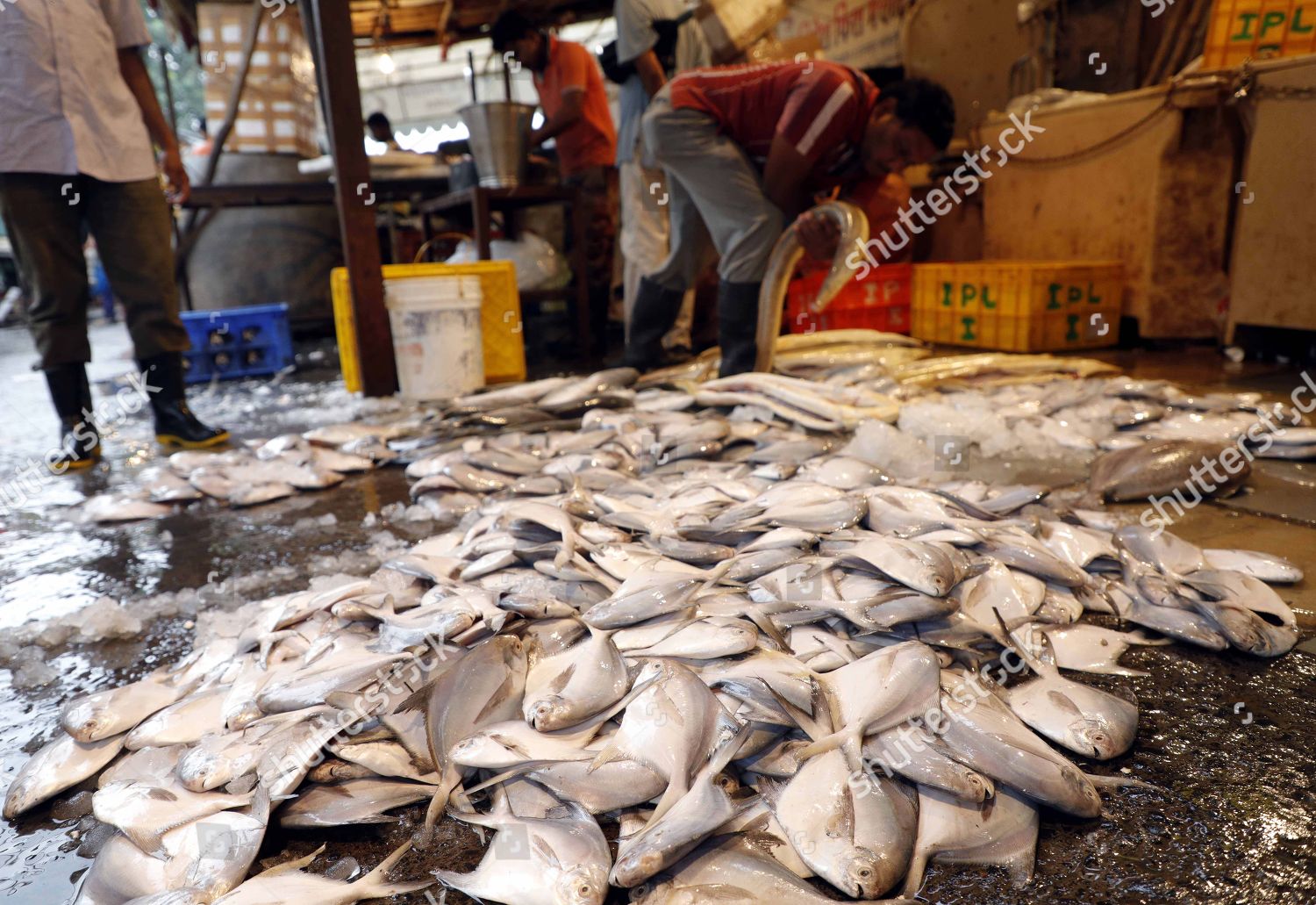 Fish Market Ganesh Peth Editorial Stock Photo - Stock Image | Shutterstock