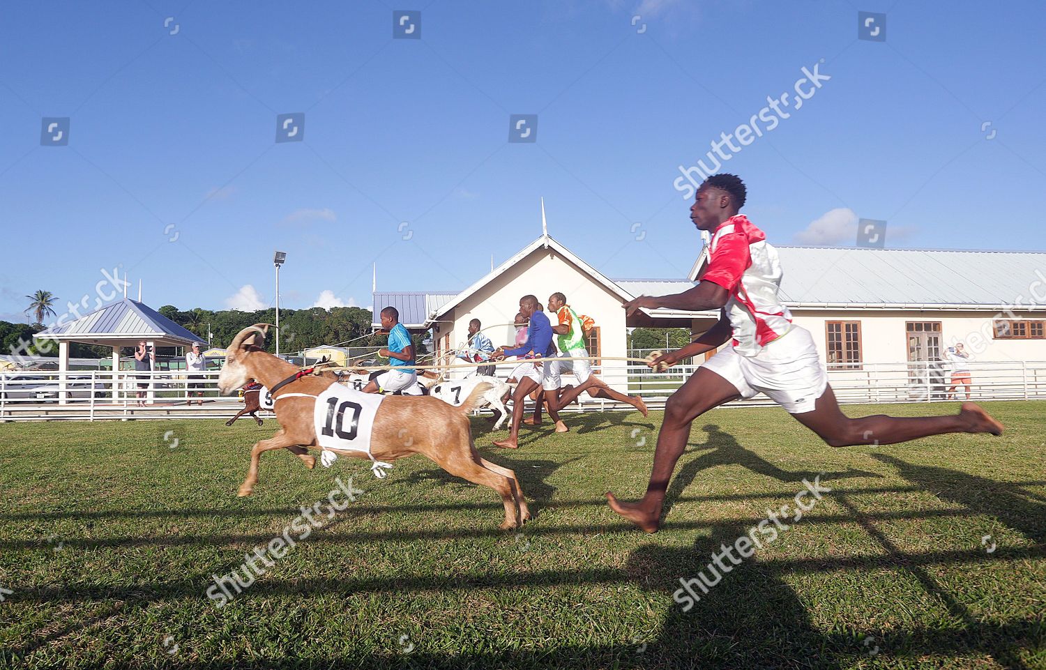 Goat Handlers Known Jockeys Race Finish Editorial Stock Photo - Stock ...