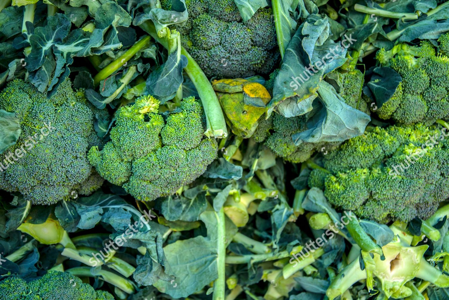 Broccoli Market Stall Editorial Stock Photo - Stock Image | Shutterstock