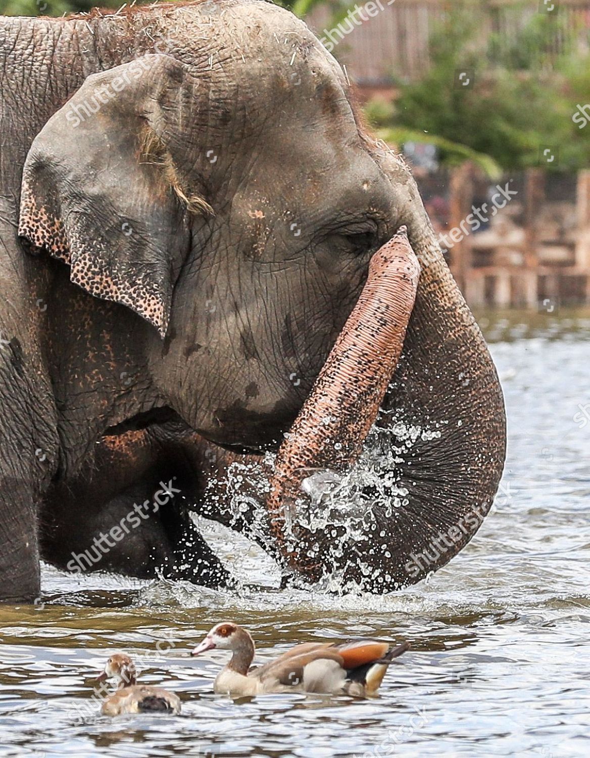 Elephant Plays Water Outdoor Enclosure Pairi Editorial Stock Photo ...