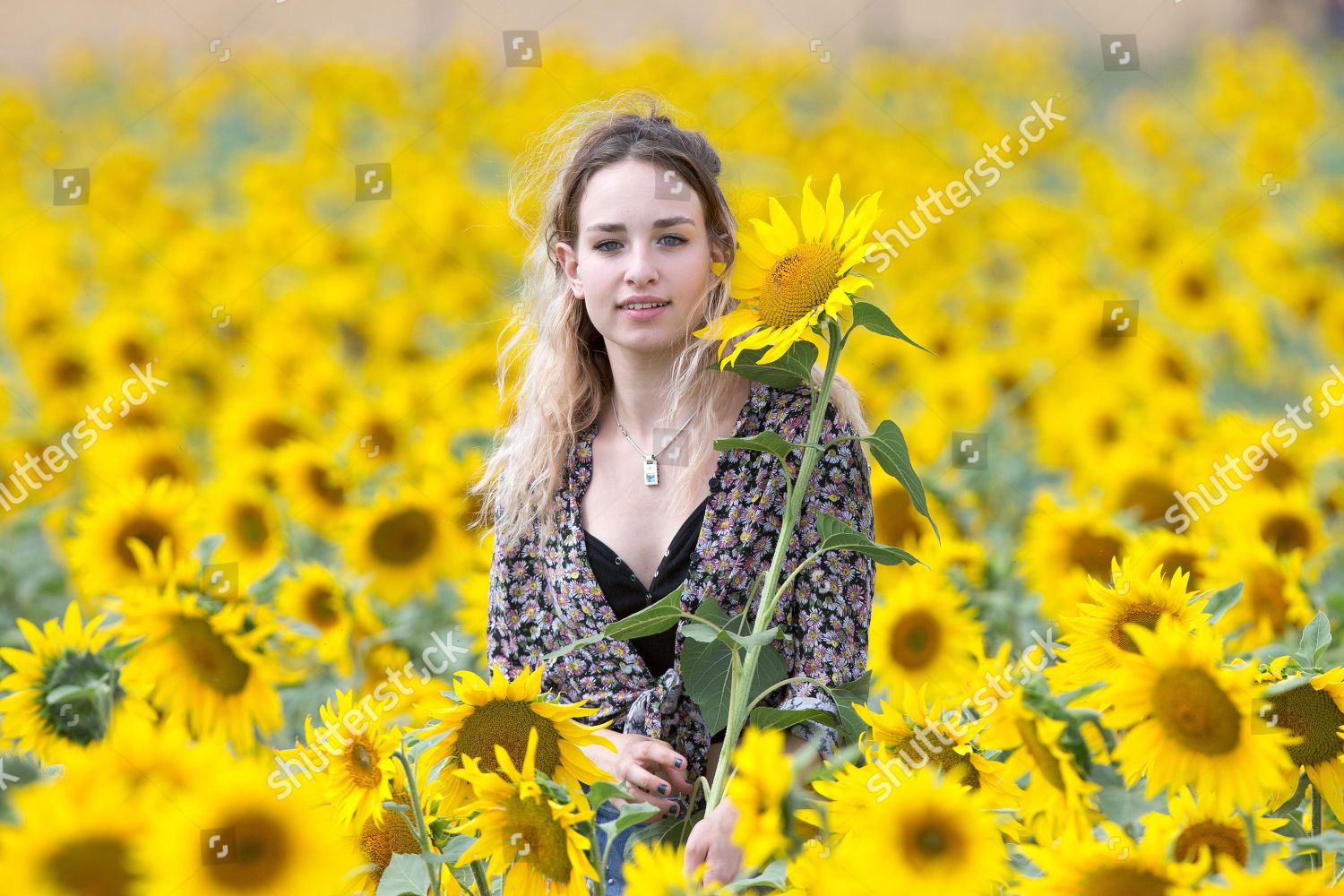 Jess Barber17 Picking Sunflowers Hitchin Lavender Editorial Stock Photo ...