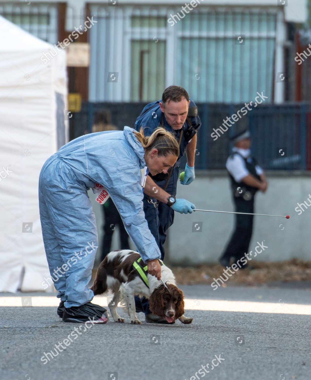 Forensics Search Dog Look Blood Trails Editorial Stock Photo - Stock ...
