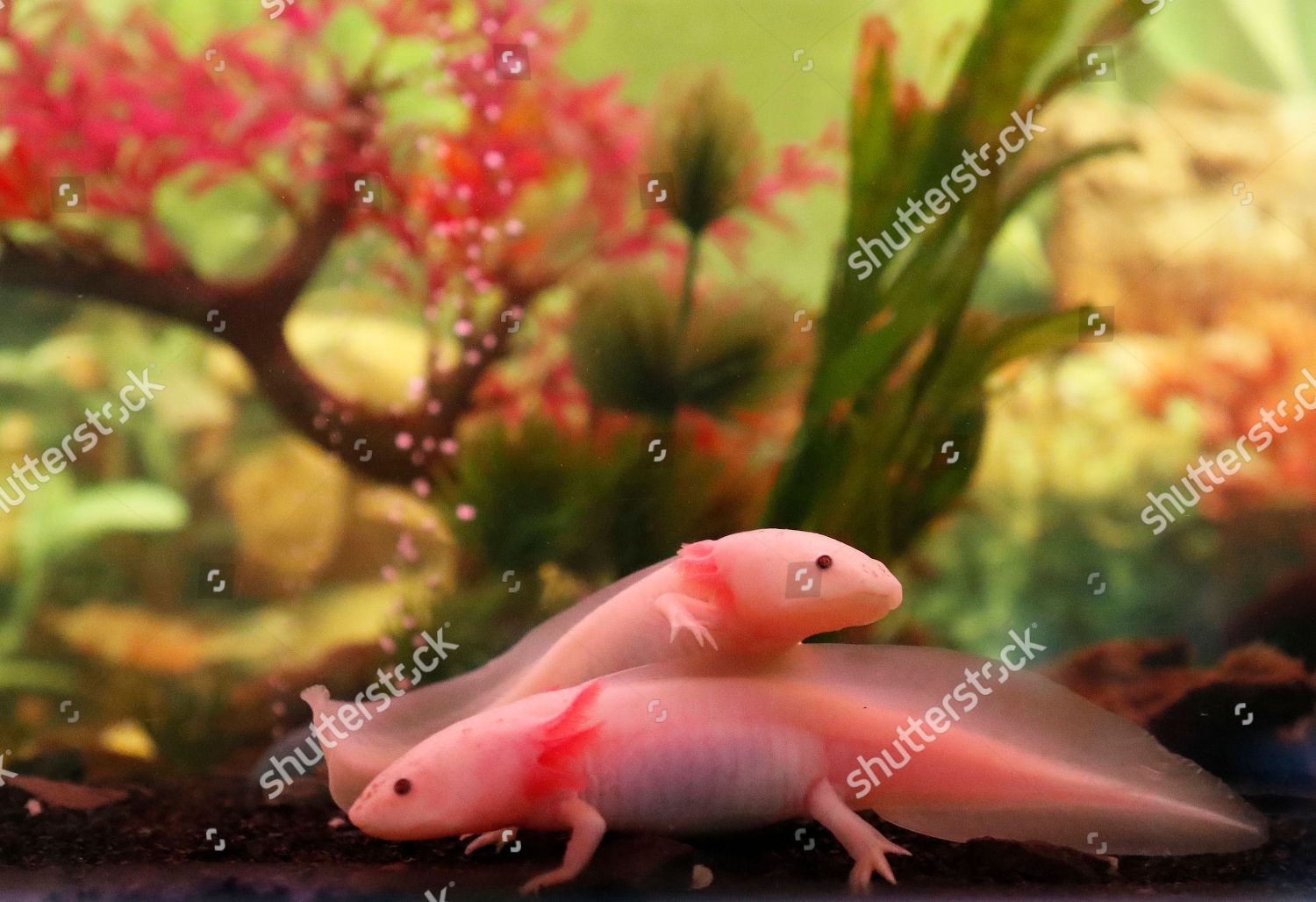 Mexican Salamanders Known Axolotl Swim Captivity Editorial Stock Photo ...