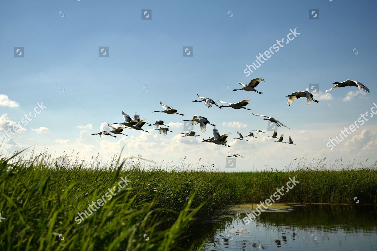 Redcrowned Cranes Zhalong Nature Reserve Qiqihar Editorial Stock Photo ...