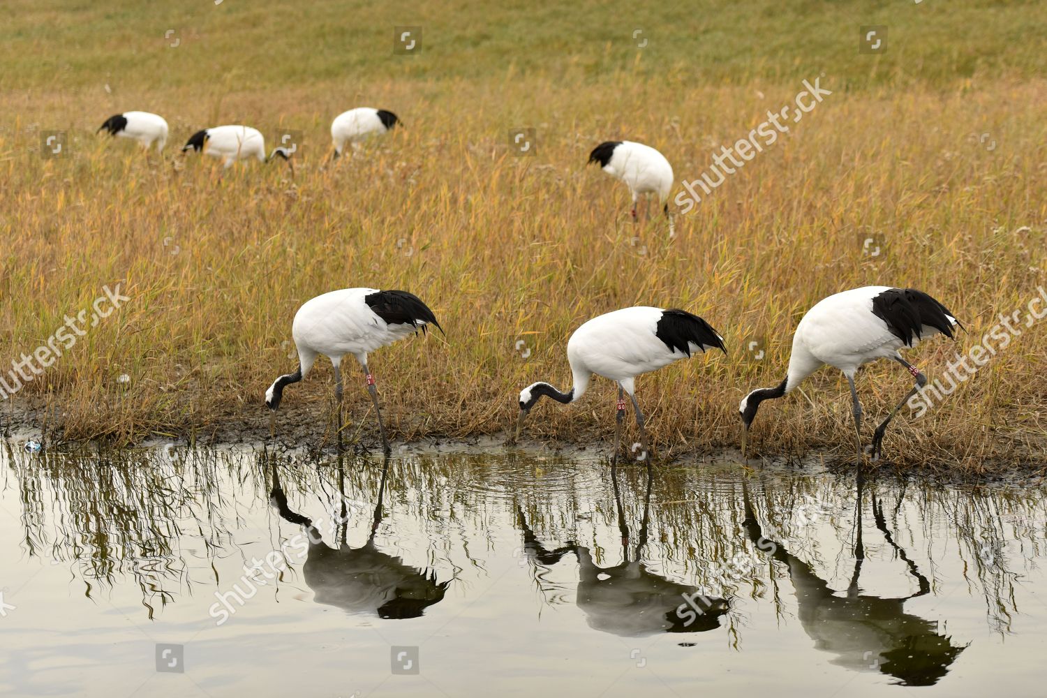 Redcrowned Cranes Zhalong Nature Reserve Qiqihar Editorial Stock Photo ...
