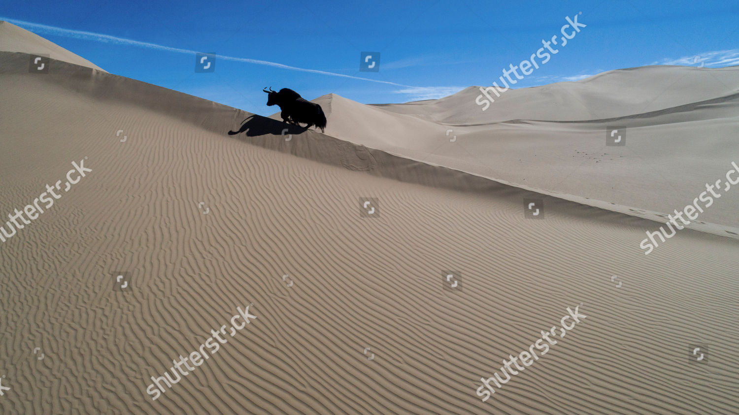 Wild Yak Makes Way Across Desert Editorial Stock Photo - Stock Image ...