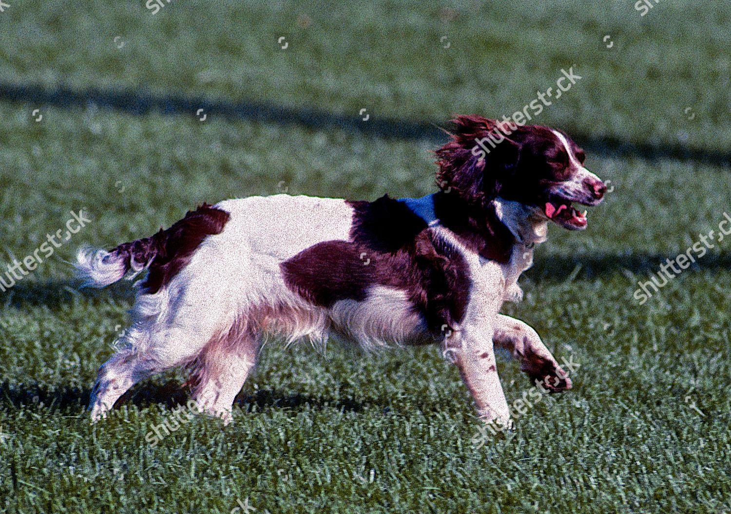 Millie Dog Runs Across South Lawn Editorial Stock Photo - Stock Image ...