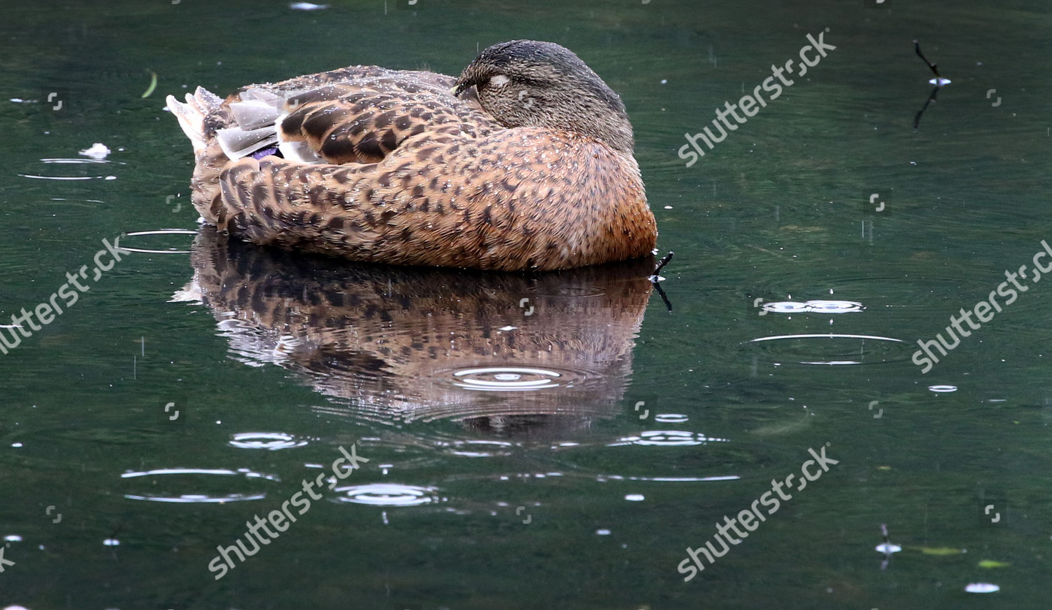 Duck Takes Nap On Rainy Morning Editorial Stock Photo - Stock Image ...