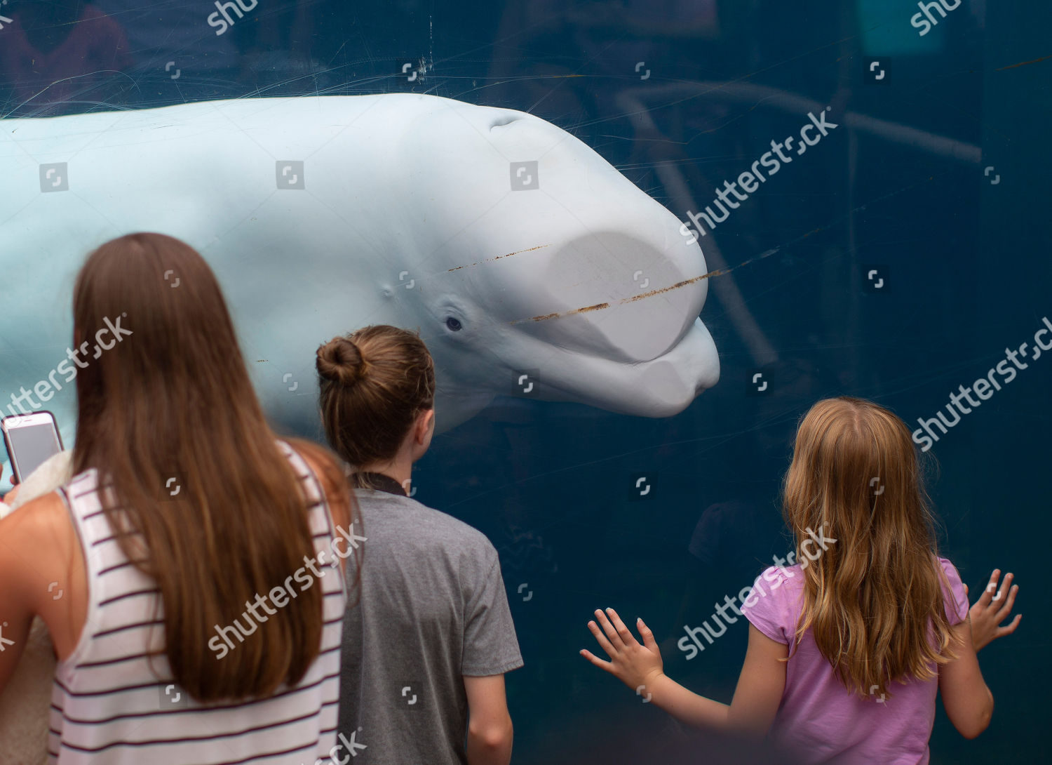 Beluga Whale Named Juno Presses His Editorial Stock Photo - Stock Image ...