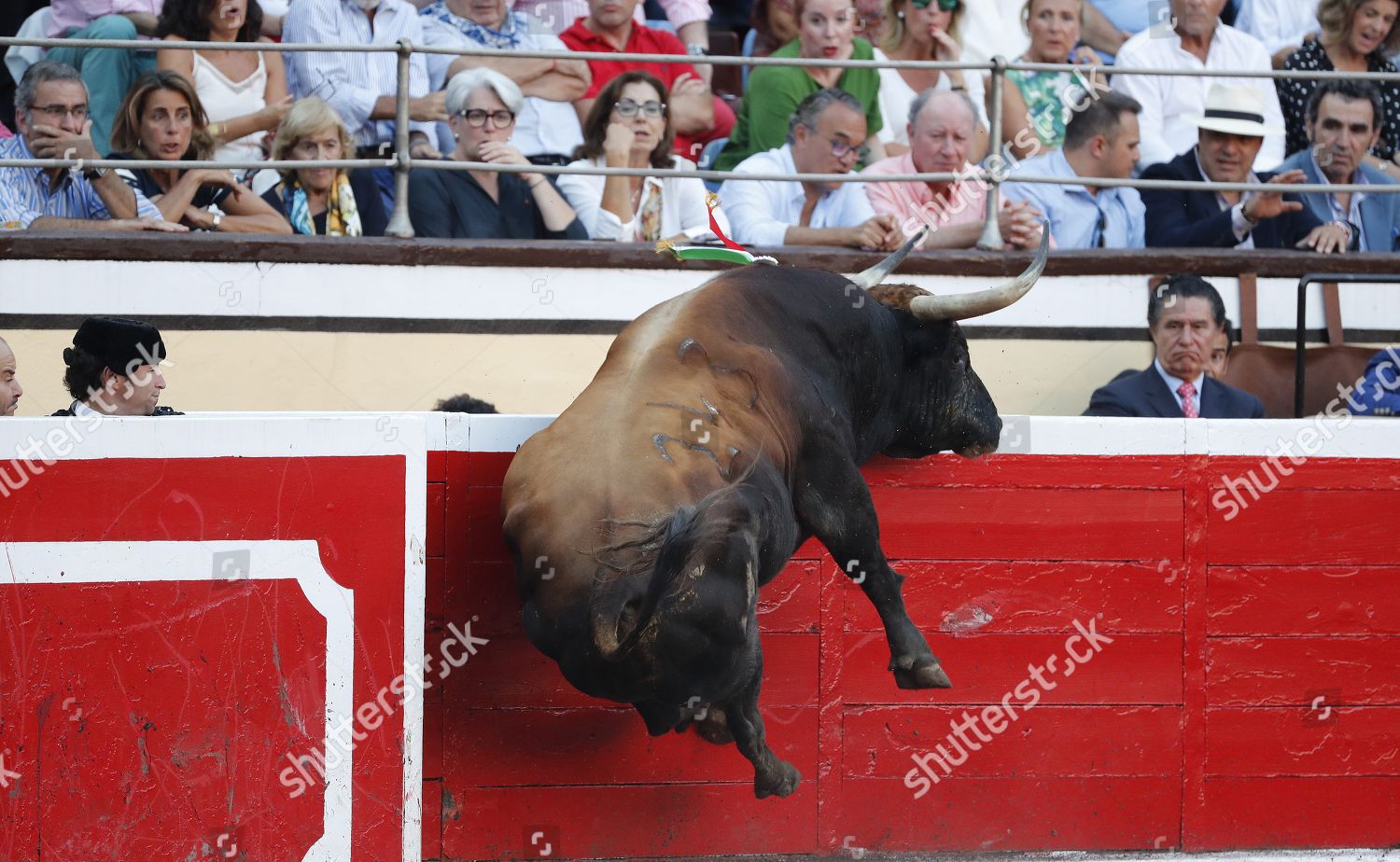 Bull Jumps Fence General Bullfighting Event Editorial Stock Photo ...
