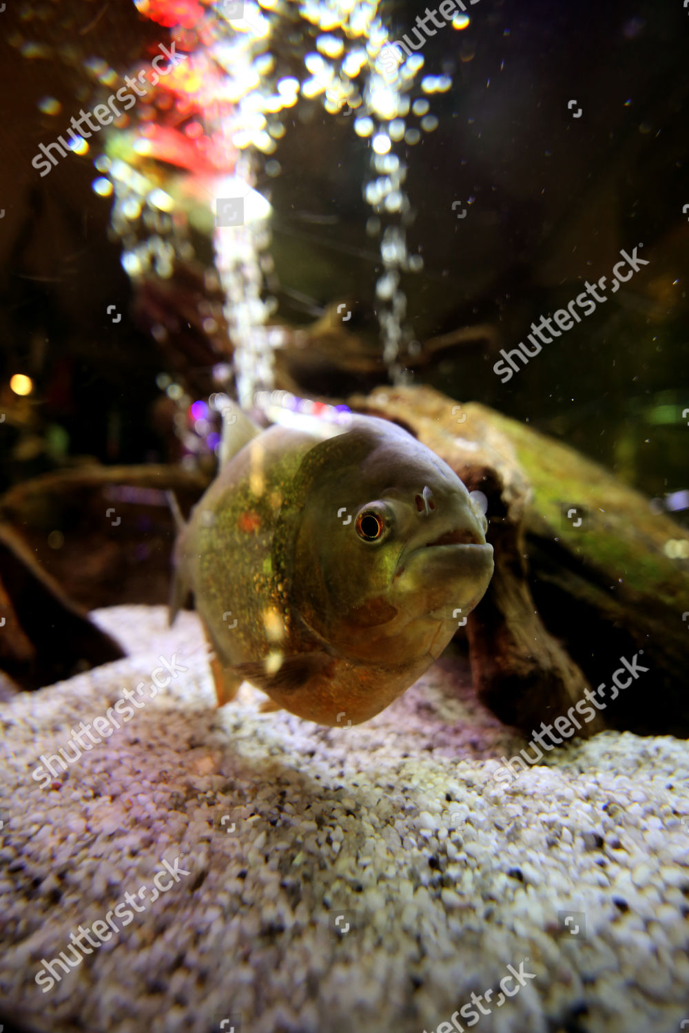 Redbellied Piranha Their Recreated Natural Habitat Editorial Stock ...