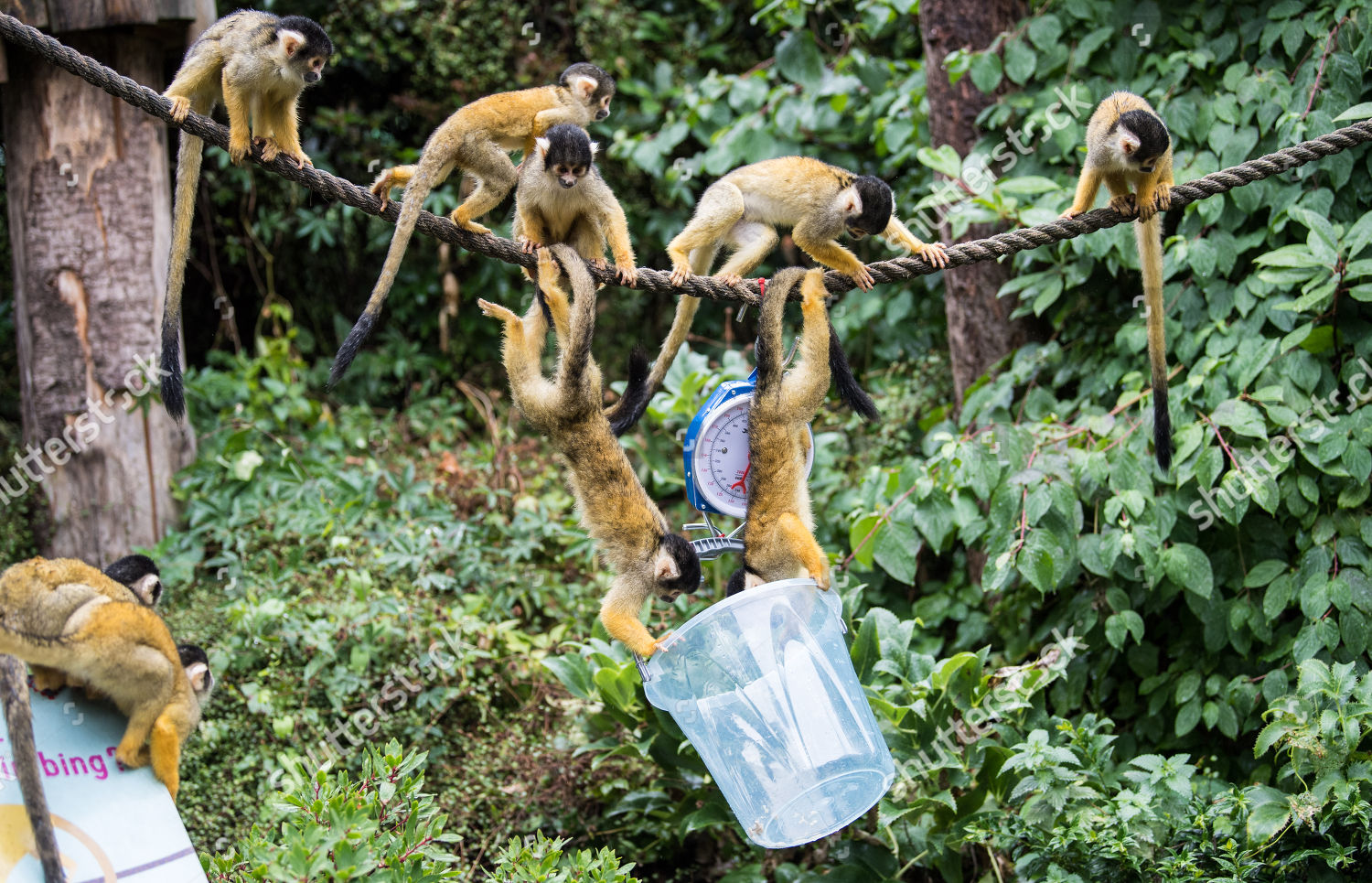 Squirrel Monkeys Playing Bucket Used Weigh Editorial Stock Photo ...