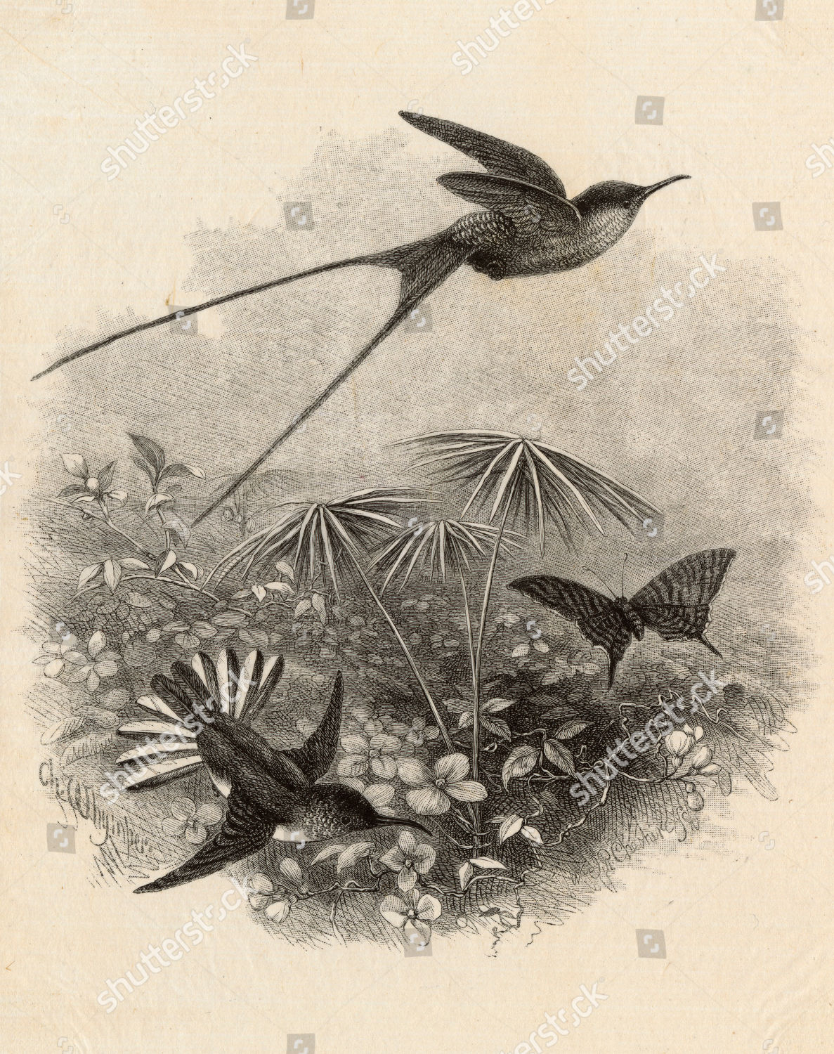 Hummingbirds By Charles Whymper 18431941 Engraved Editorial Stock Photo ...
