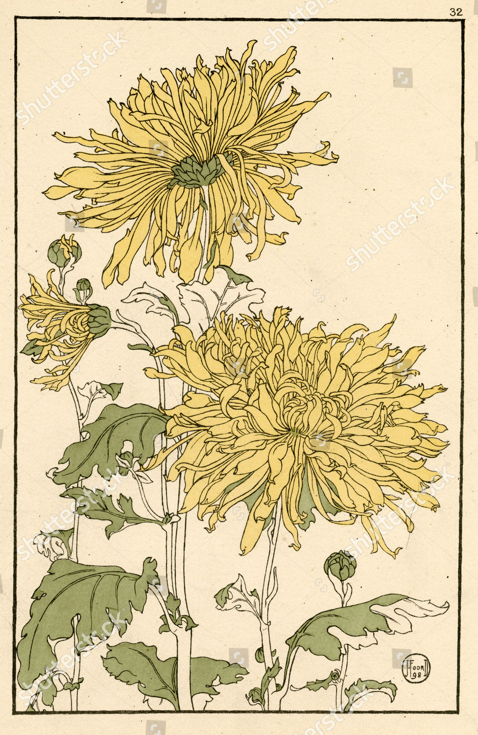 Decorative Flower Study By Jeannie Foord Editorial Stock Photo - Stock ...